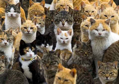 Cats With Human Faces