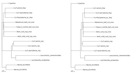Evolutionary Trees Compared With Log Likelihood Ratio Download Scientific Diagram