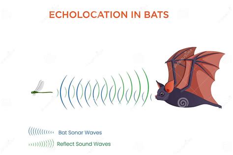 Echolocation In Bats Using Sound Waves To Navigate And Hunt In The Dark
