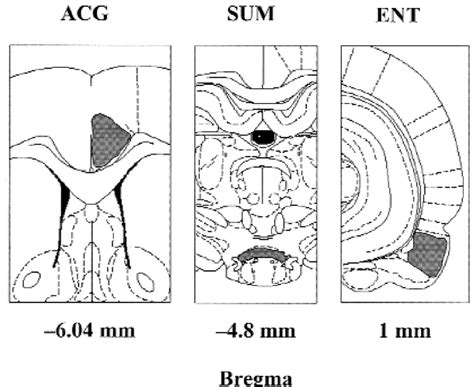 Diagrams Of Coronal Sections Of The Rat Brain Showing The Sampled Download Scientific Diagram