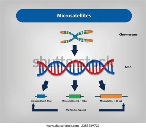 Microsatellite Instability Over Royalty Free Licensable Stock Illustrations Drawings