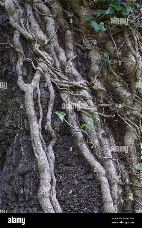 Common Ivy Hedera Helix Ivy Stems Covering Oak Tree Trunk Powys