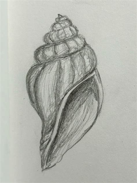 Shell Drawing In 2025 Sketches Pencil Drawings Animal Drawings Sketches