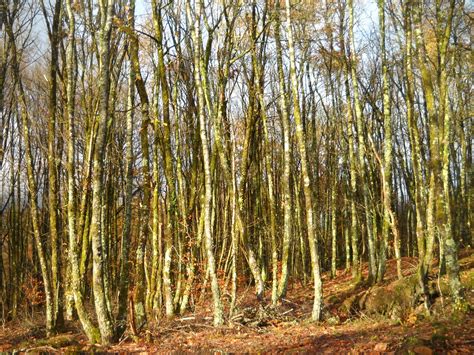 My French Forest Sweet Chestnut Coppice