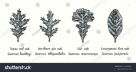 Quercus Macrocarpa Over 4 Royalty Free Licensable Stock Illustrations And Drawings Shutterstock