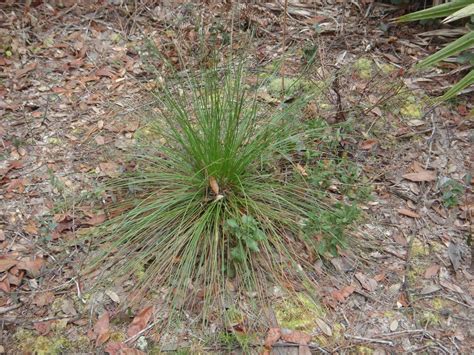 Longleaf Pine Ecology And Restoration At Riza Nature Preserve Florida Rewilding
