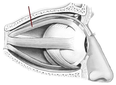 Lab Practical 3 Flashcards Quizlet