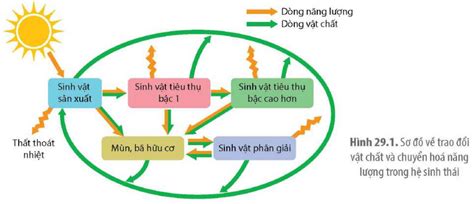 Lý Thuyết Trao đổi Vật Chất Và Năng Lượng Trong Hệ Sinh Thái Sinh 12