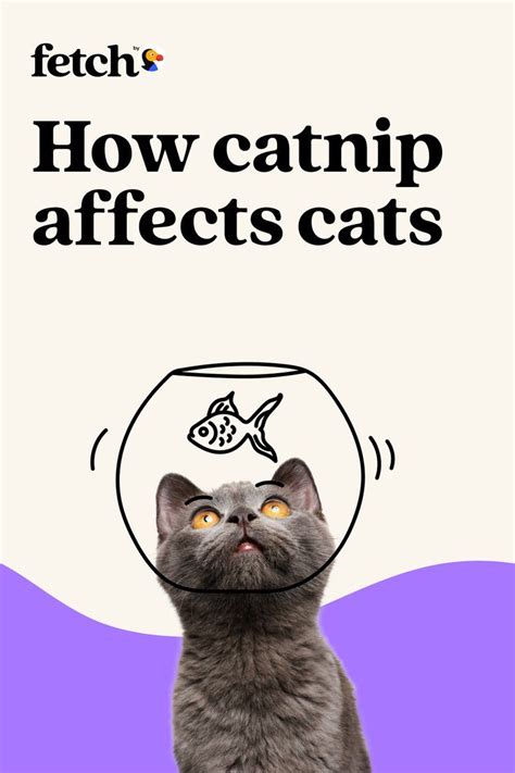 Discover The Wonders Of Catnip For Your Feline Friend