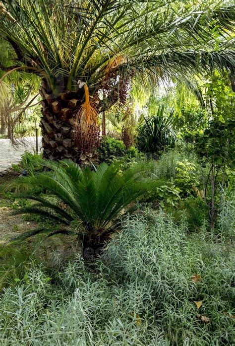 Cica Caracter Sticas Plantio Cuidados E Inspira Es Na D Cor