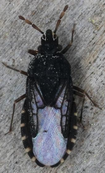 Aradus Aradus Falleni Bugguide Net