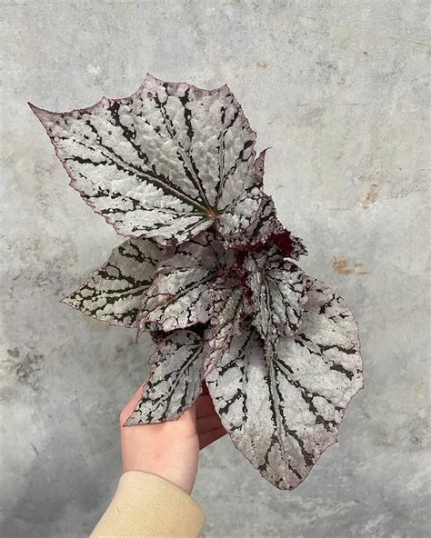 Begonia Silver Rex Gippsland Indoor Plants