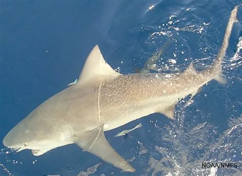 Bull Shark Facts Diet Habitat And Pictures On Animaliabio