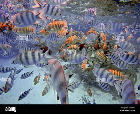 Snorkeling Excursion In The Shallow Waters Of The Bora Bora Lagoon
