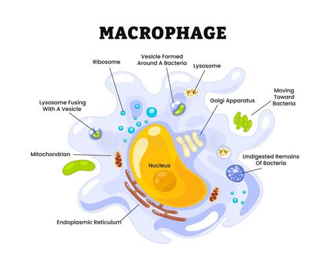 Anatomía De Macrófago Estructura De La Célula Inmune Ilustración Del
