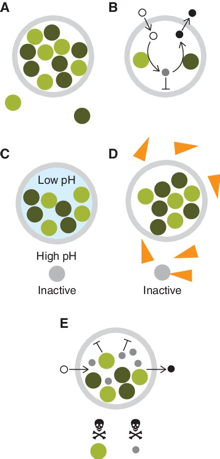 Potential Benefits Of Compartmentalization With Gray Circles Download Scientific Diagram