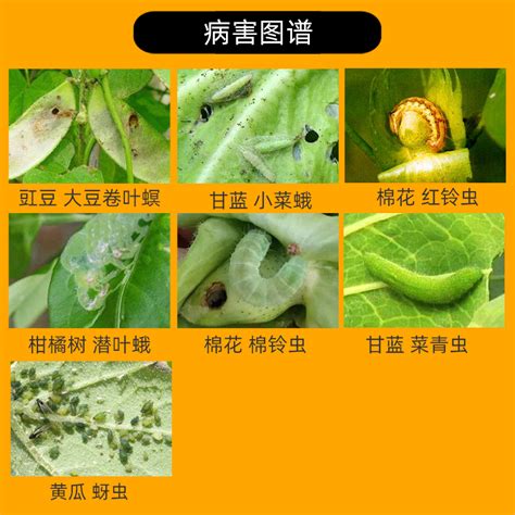 巴斯夫灭百可农药顺式氯氰菊酯杀虫剂专杀潜叶蛾蚜虫小菜蛾专用药 虎窝淘