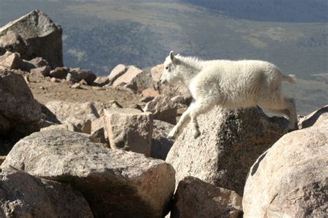 How Do Mountain Goats Get Their Incredible Cliff Climbing Skills