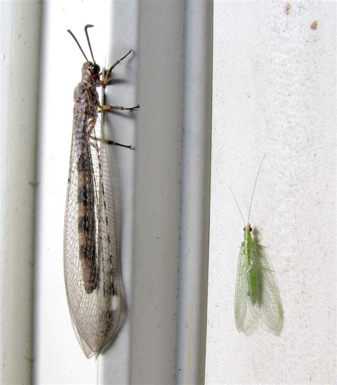 Real Monstrosities Antlion