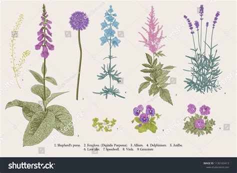 Set Garden Flowers Classical Botanical Illustration Stock Vector