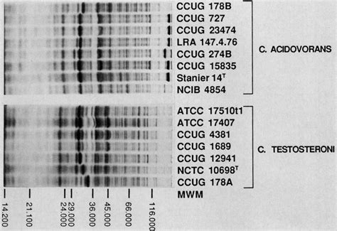 Normalized Protein Electropherograms Of Representative C Acidovorans Download Scientific