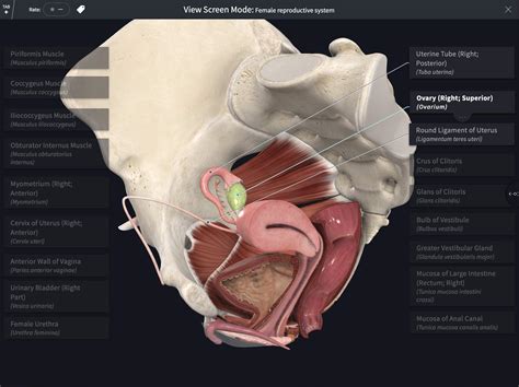 Greater Vestibular Glands Model