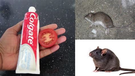 Does Tent Fumigation Kill Rats Adam Forga