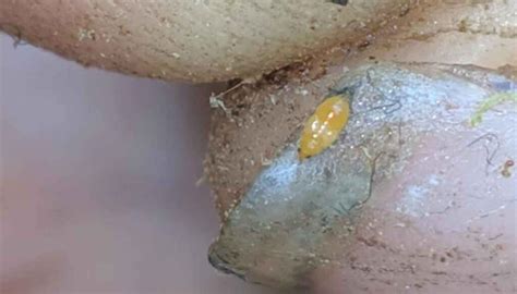 Tiny Bugs How To Murder Pests