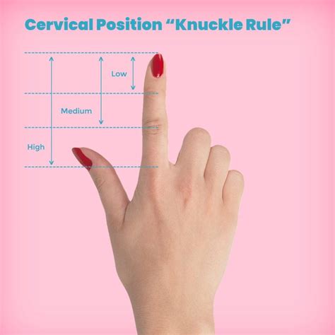 Step By Step How To Measure Cervix Length At Home Easily