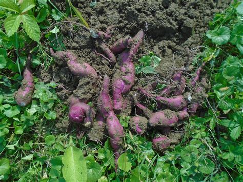 고구마 키우기 고구마 심는시기 고구마 파종시기 고구마 심는방법 농사정보
