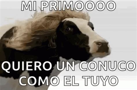 Cow Hair  Cow Hair Fabulous Discover And Share S