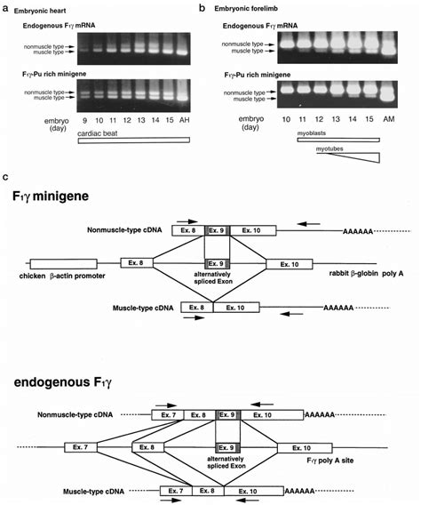 Splicing Pattern Of F 1 Pu Rich Minigene In Transgenic Mouse Embryo A Download Scientific