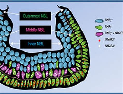 Seuratextend Streamlining Single Cell Rna Seq Analysis Through An Integrated And Intuitive