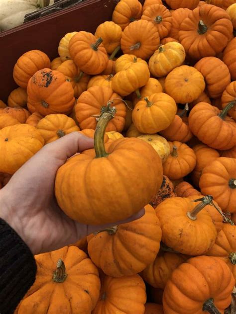 Mini Pumpkins 🍂 🎃 Best Varieties To Add A Touch Of Autumn To Every Corner