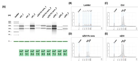 Rna Integrity Numbers Of All Isolated Rna From P Putida Samples Download Scientific Diagram