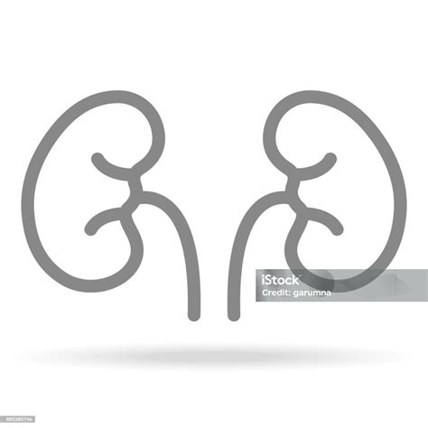 인간의 신장 유행 선 스타일 흰색 배경에 고립 된 장학 아이콘 의료 기호에 대 한 디자인 애플 리 케이 션 기호 Ui입니다 벡터 일러스트 레이 션 0명에 대한 스톡 벡터