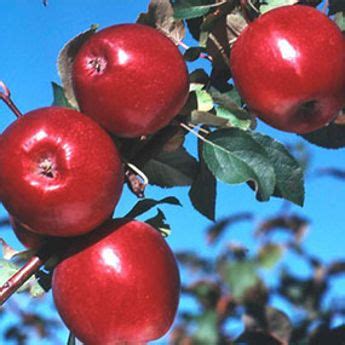 Disease Resistant Apple Trees From Stark Bros