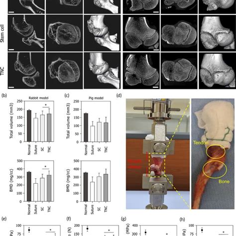 Effects Of The Tissue‐engineered Tendon Nano‐constructs On Bone Healing