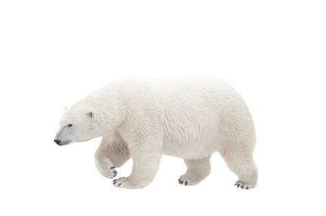 Эффект двойной экспозиции в Фотошоп и не только