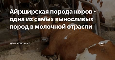 Айрширская порода коров одна из самых выносливых пород в молочной отрасли О молоке селе и