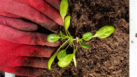 9 Tips To Grow Spinach In Containers For Year Round Harvests