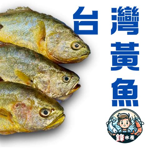 鋒水產台灣黃魚 約350 400g 黃魚 生鮮 海鮮 海產 水產 冷凍 宅配 三去 蝦皮購物