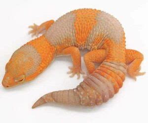 5 Albino African Fat Tailed Gecko Facts Reptile Scout