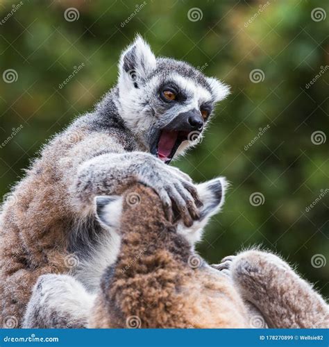 Ring Tailed Lemurs Fighting Stock Image Image Of Park Lemurs 178270899