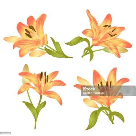 노란 백합 나리속 Candidum 꽃 고는 흰색 배경 설정된 첫 번째 빈티지 벡터 일러스트 레이 션 편집에 꽃 봉 오리 0명에