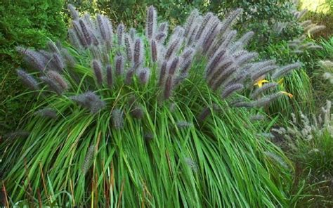 Moudry Black Fountain Grass Pennisetum 1 Gallon Ornamental Grass