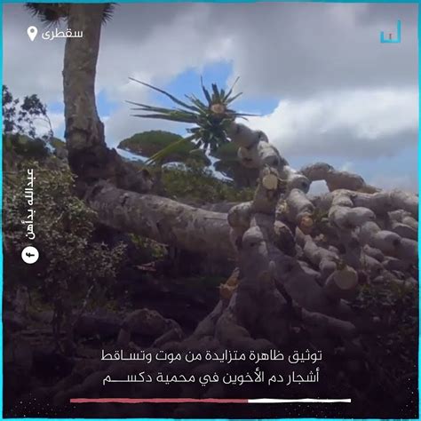 ظاهرة موت أشجار دم الأخوين توثيق الكارثة التي تهدد جزيرة سقطرى Youtube