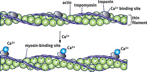 Figure 113 Regulation Of Contraction With Calcium Calcium Binds To
