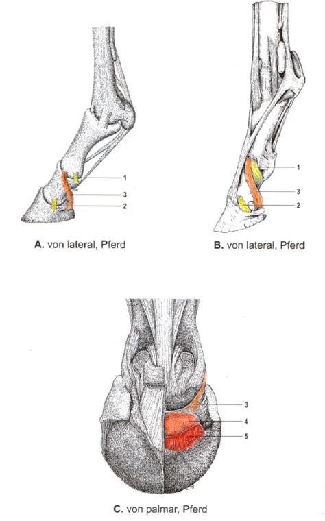 Schaubild „articulatio Interphalangea“ Quizlet