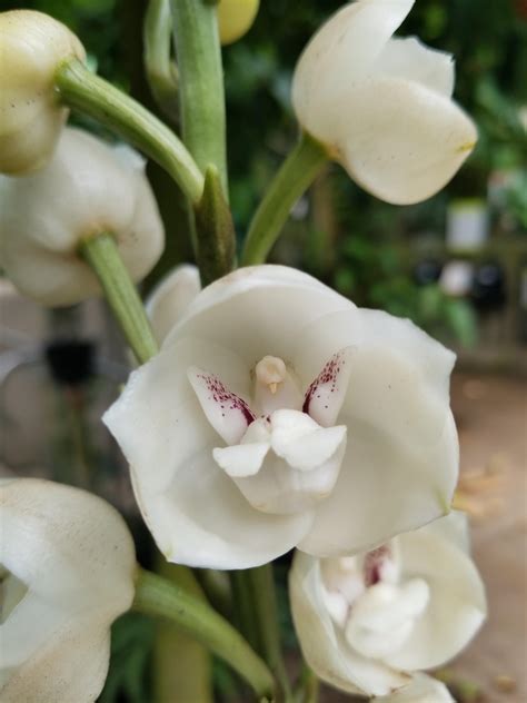 Peristeria Elata